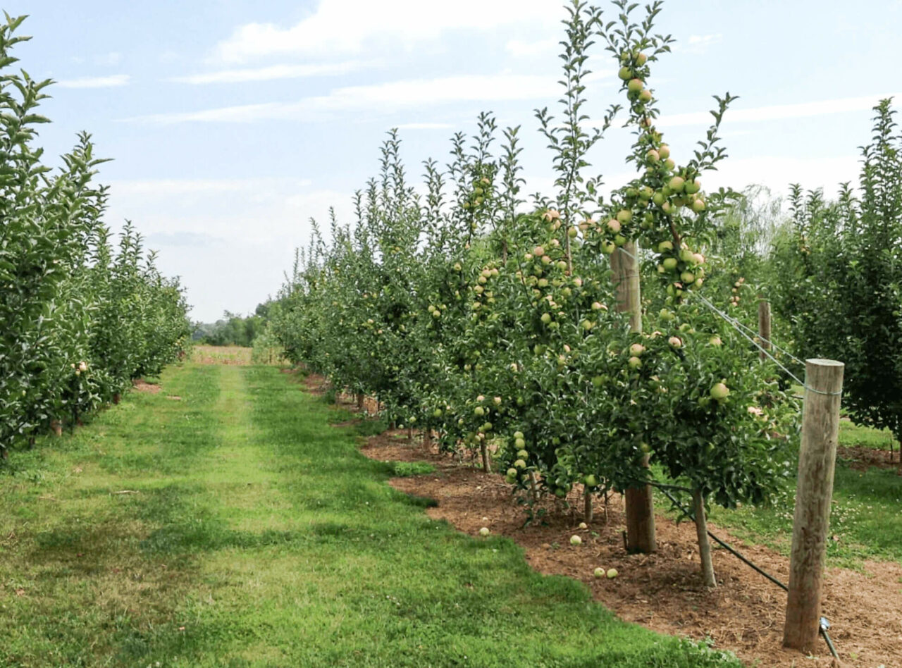 Edgewood Farm Market - reallancastercounty