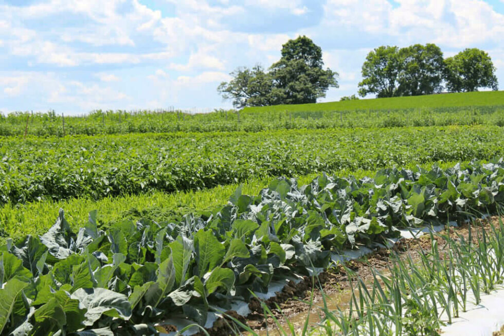 Lapp's Farm Market - reallancastercounty