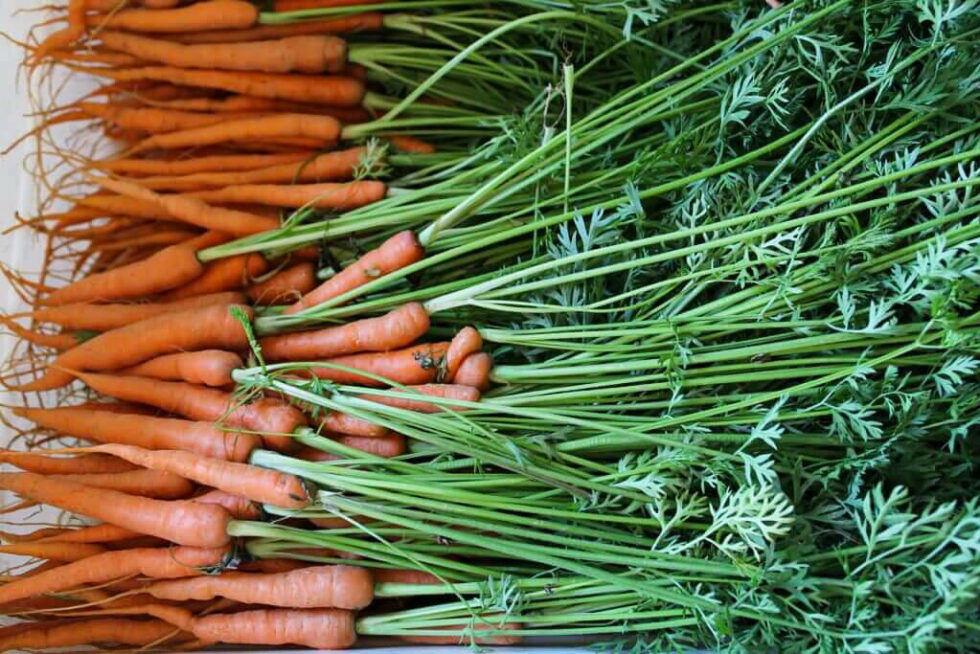 Lapp's Farm Market - reallancastercounty