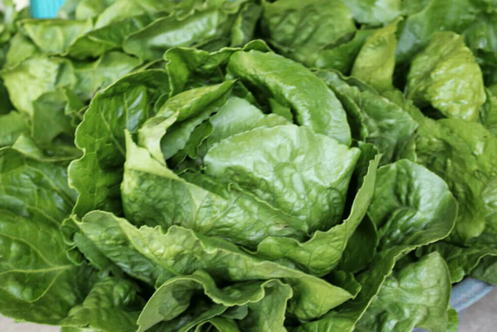 Lapp's Farm Market - reallancastercounty