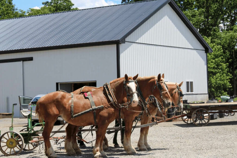 Lapp's Farm Market - reallancastercounty