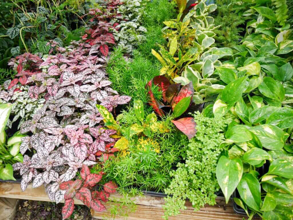 Cinder Road Greenhouse | reallancastercounty