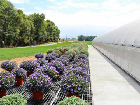 Country View Farm Market - reallancastercounty