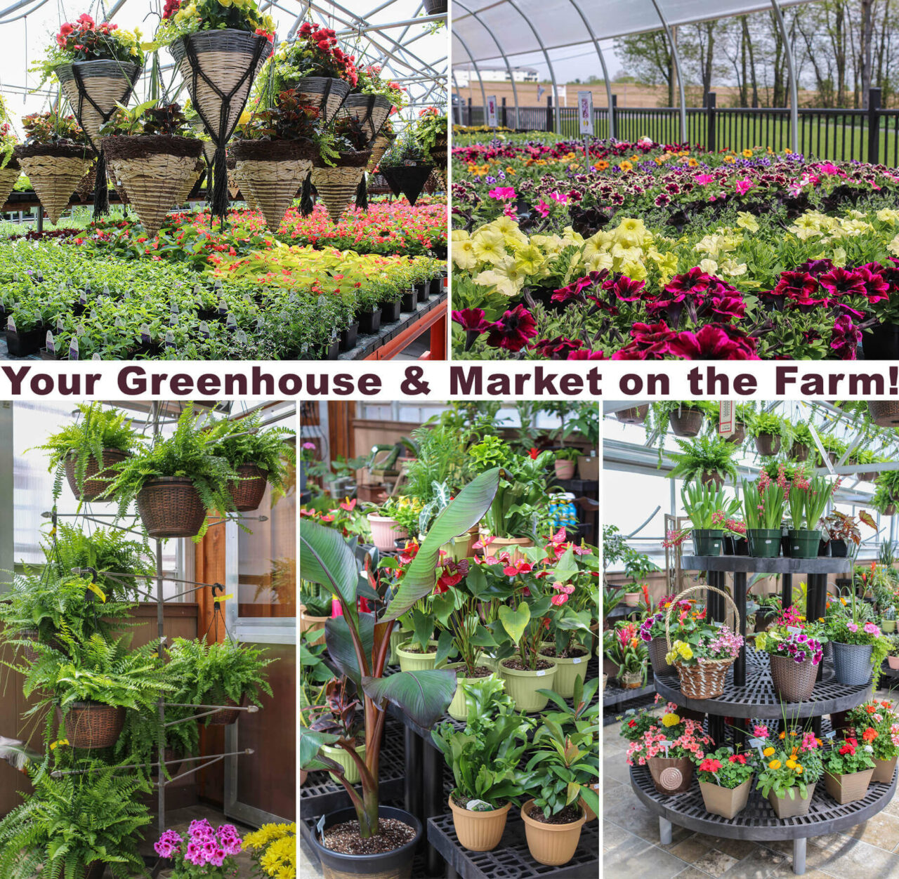 Country View Farm Market - reallancastercounty