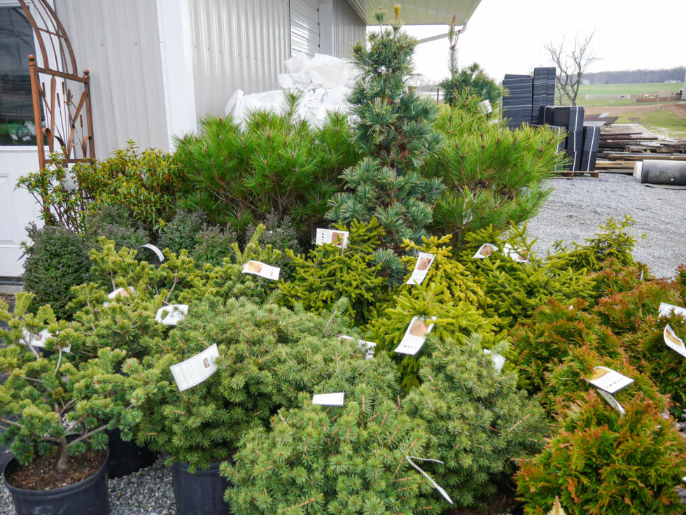 Meadow View Greenhouse and Nursery | reallancastercounty