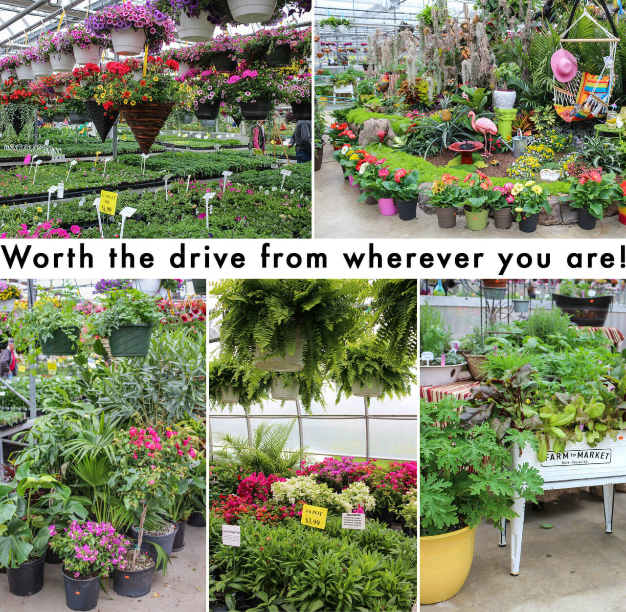 Black Creek Greenhouse - reallancastercounty