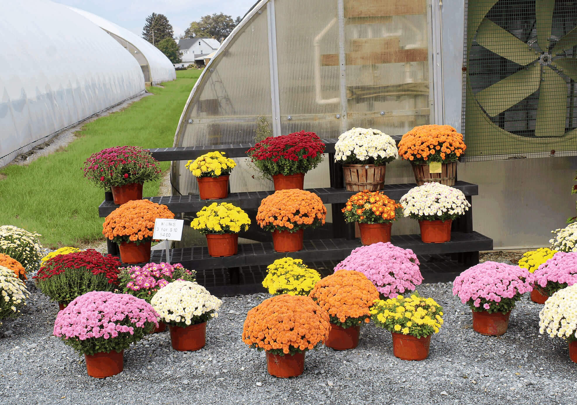 Newswanger’s Greenhouse | reallancastercounty