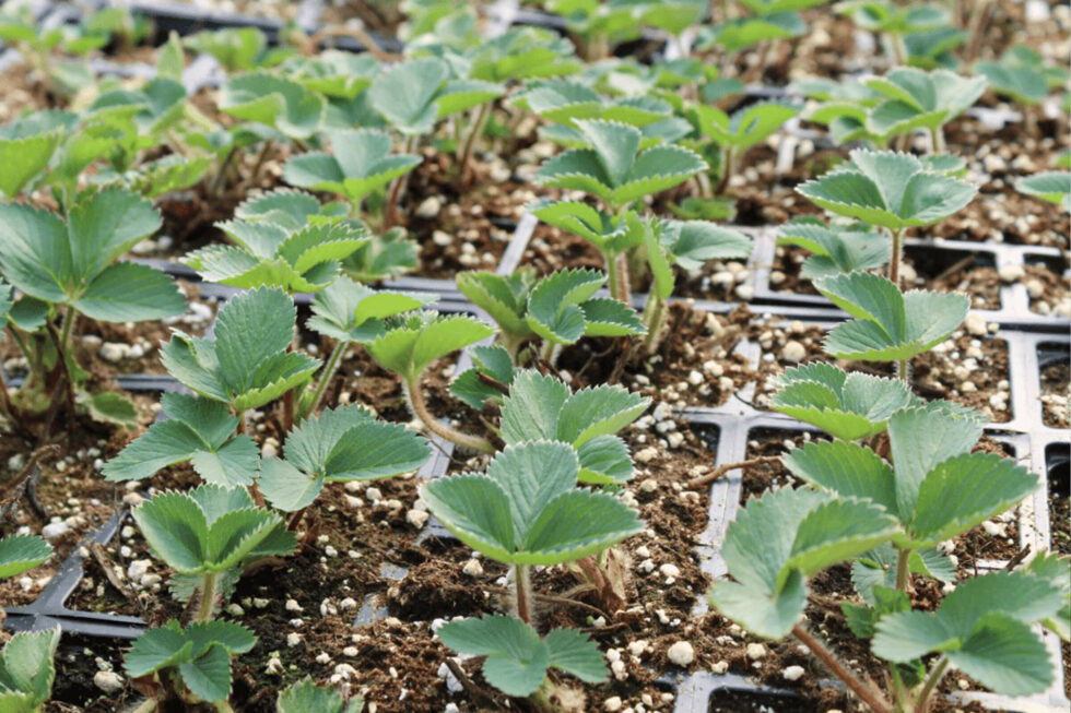 Smucker’s Farm Market | reallancastercounty