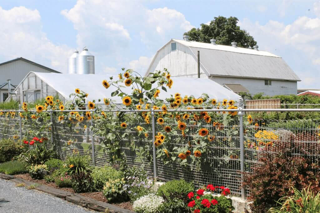 Stoltzfus Produce and Market Fare | reallancastercounty