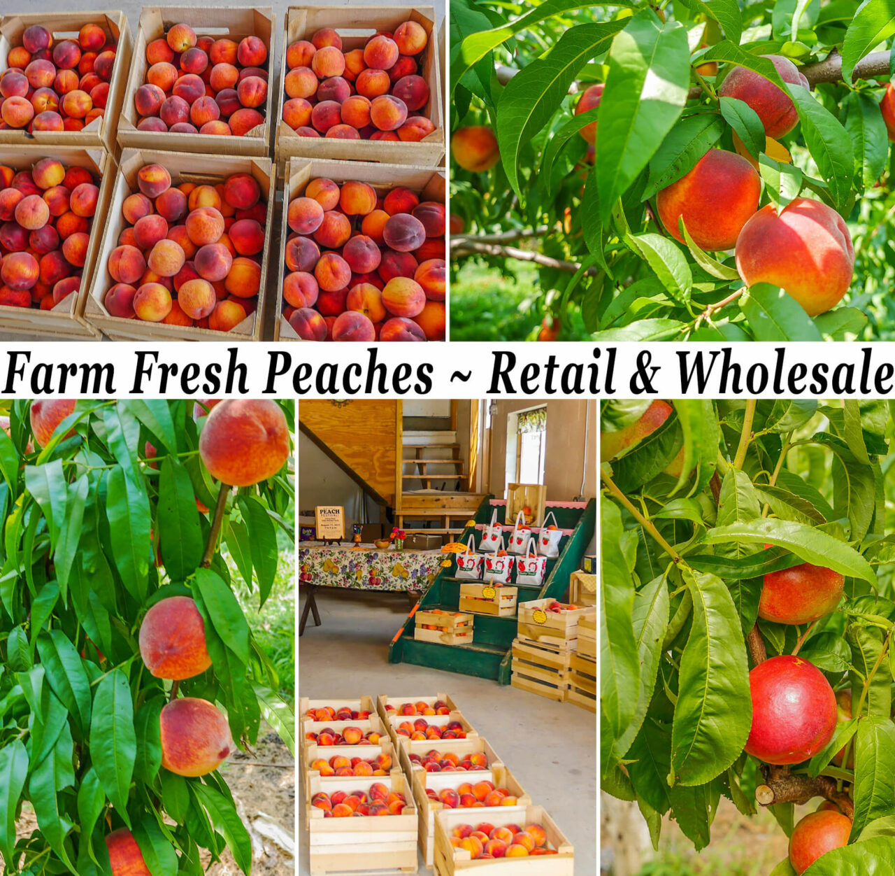 Spring House Peach Farm | reallancastercounty