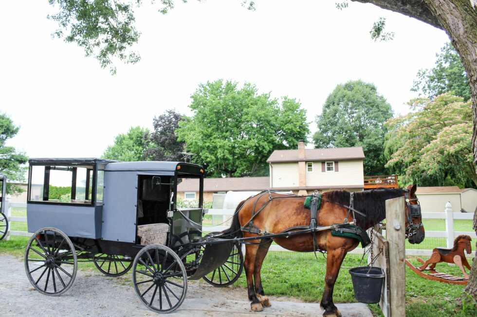 Abe’s Buggy Rides | reallancastercounty