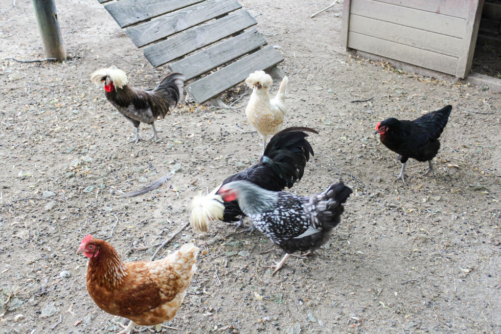 Abe’s Buggy Rides | reallancastercounty