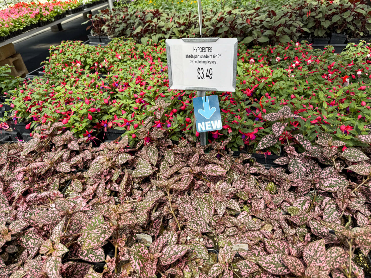 Leid’s Greenhouses | reallancastercounty