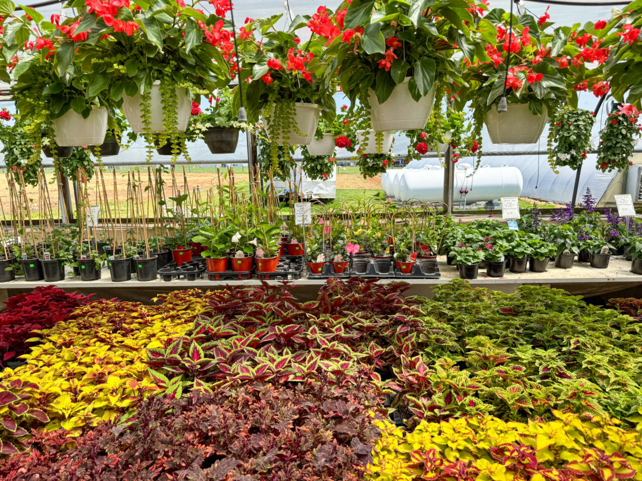 Leid’s Greenhouses | reallancastercounty