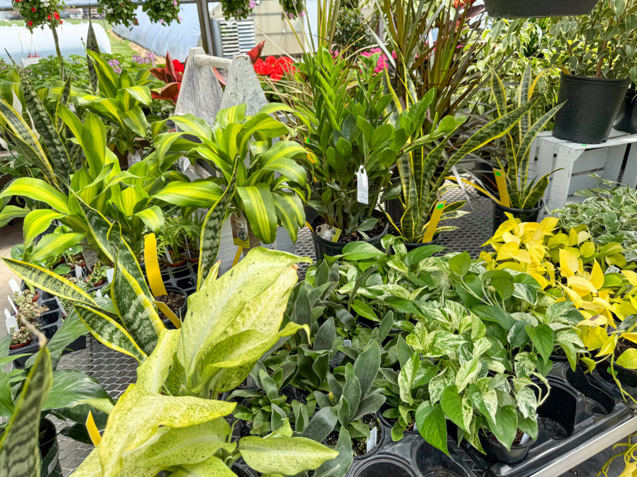 Leid’s Greenhouses | reallancastercounty