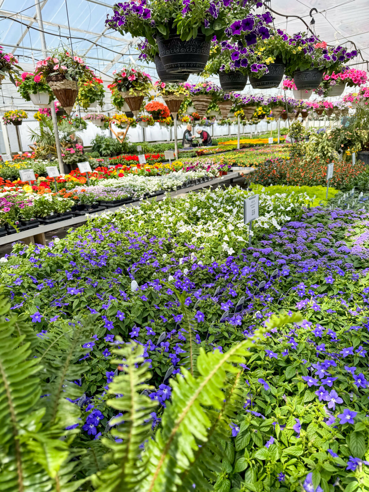 Leid’s Greenhouses | reallancastercounty