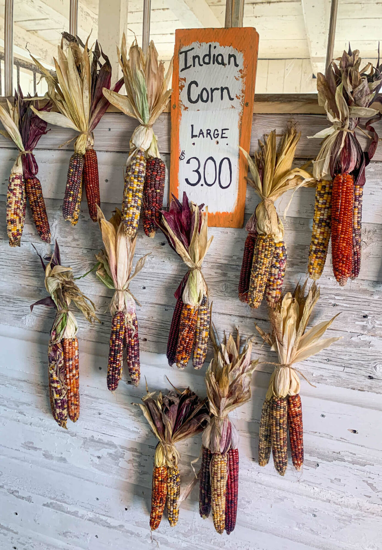 Stoltzfus Pumpkins - reallancastercounty