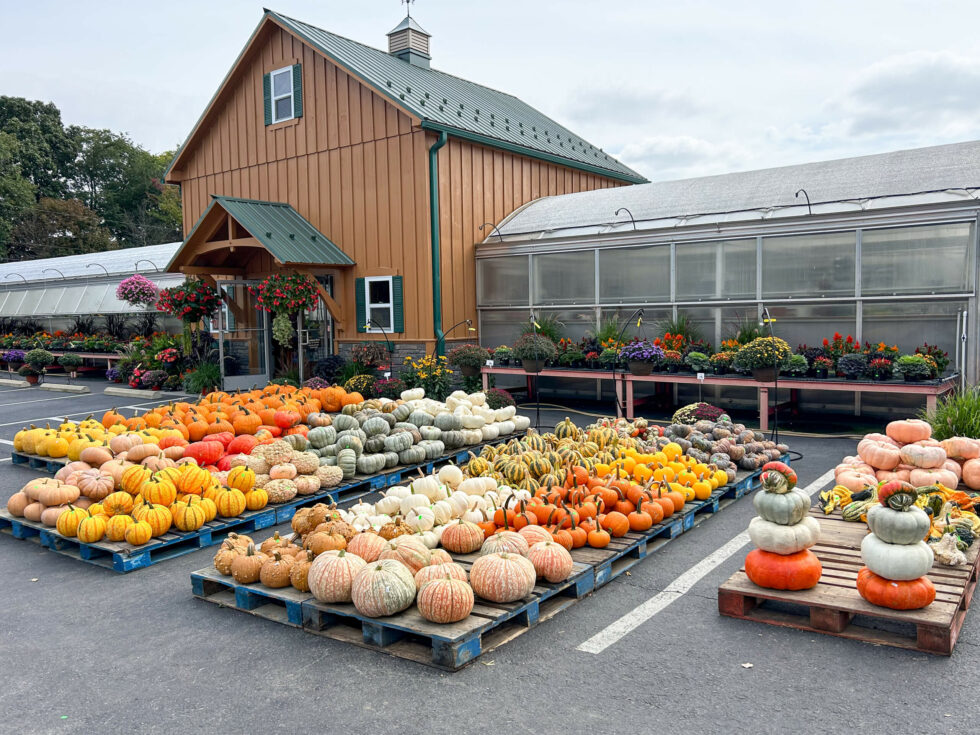 Country View Farm Market - reallancastercounty
