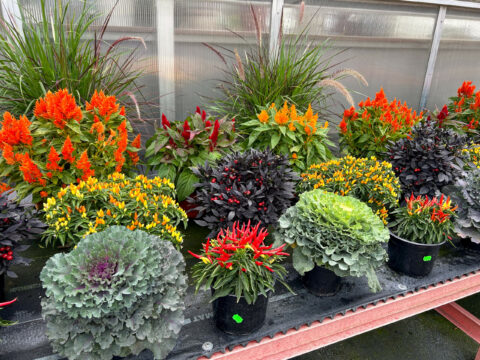 Country View Farm Market - reallancastercounty