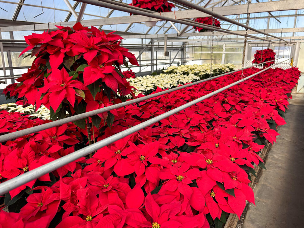 Willow Brook Greenhouse - reallancastercounty
